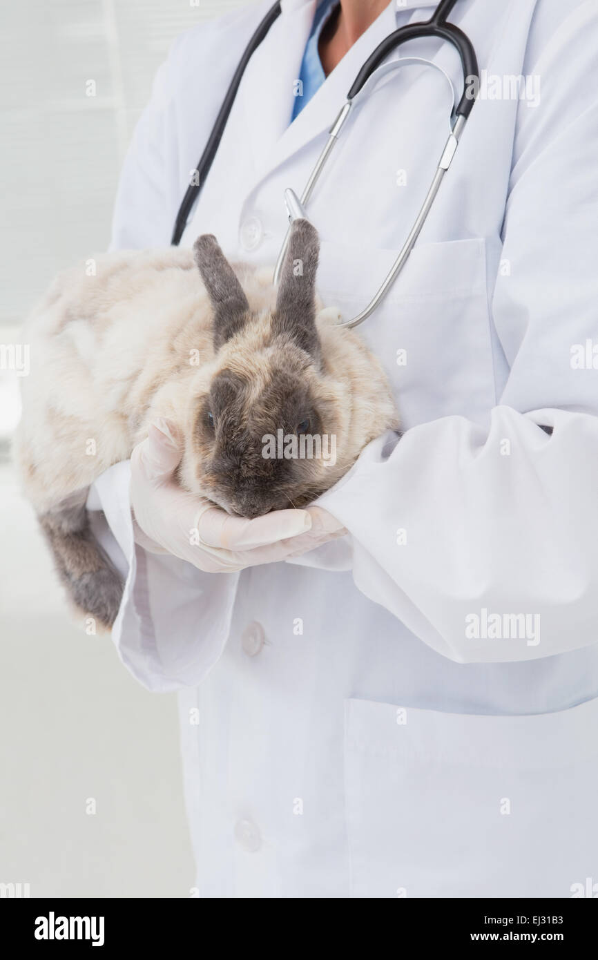 Veterinarian with a rabbit in his arms Stock Photo - Alamy