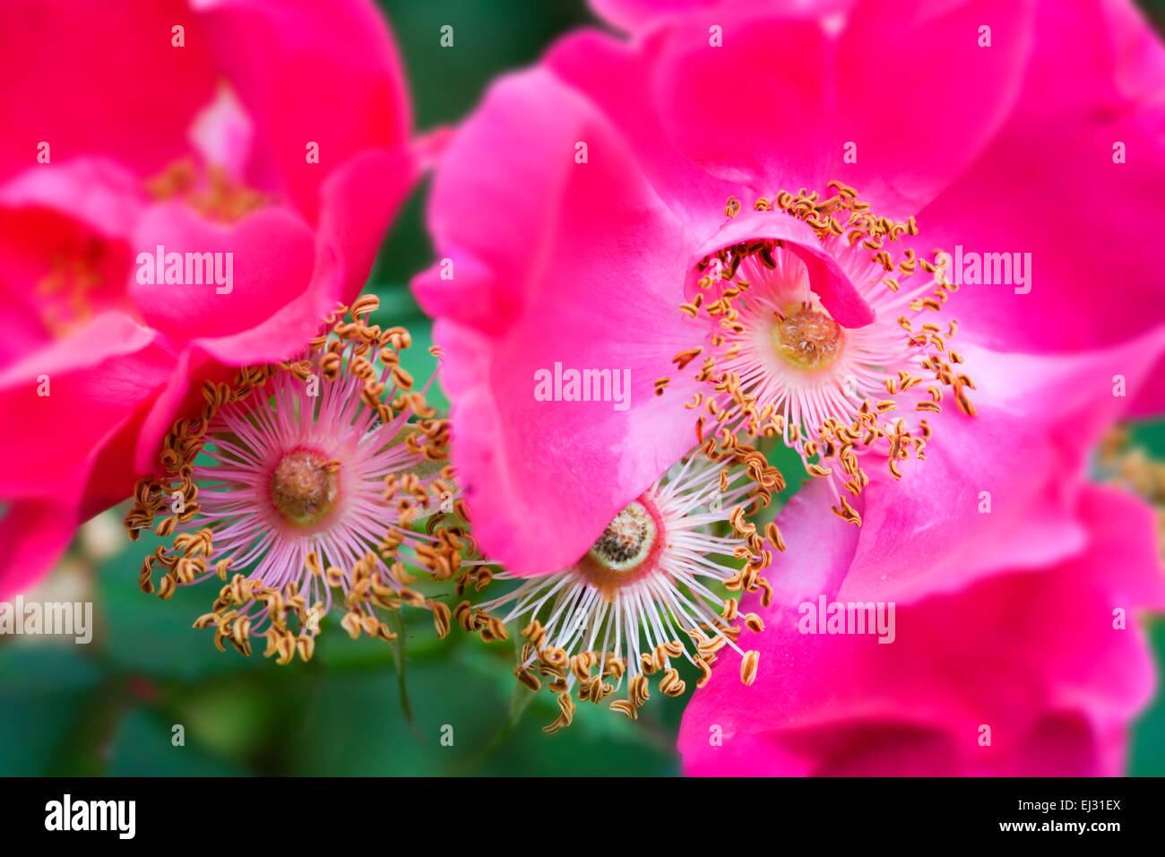 Soft pale rose petals hi-res stock photography and images - Alamy