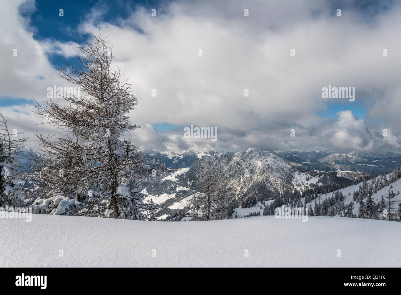 Winter snow scene with snow covered trees in the mountains near Alpbach ...