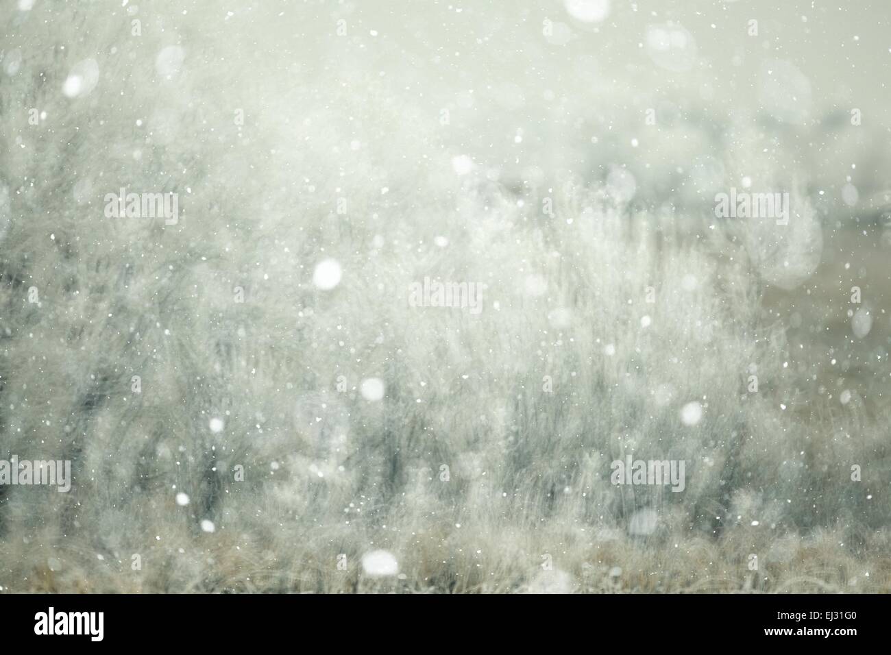 blurred background snowy forest nature park Stock Photo - Alamy