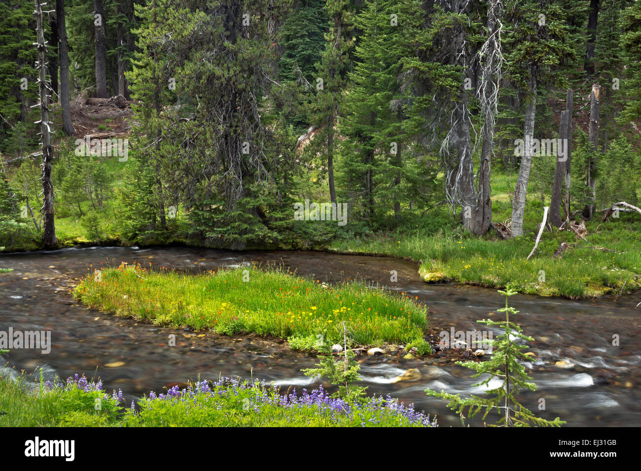 OREGON - Wildflowers blooming along the banks of Fall Creek along the ...