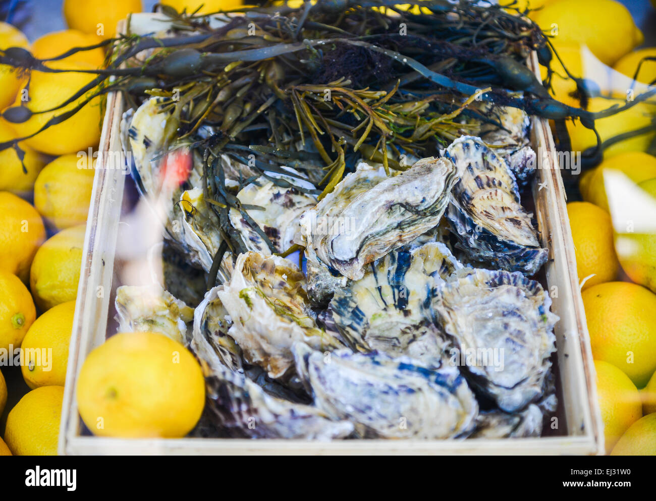 Algae food plate hi-res stock photography and images - Alamy