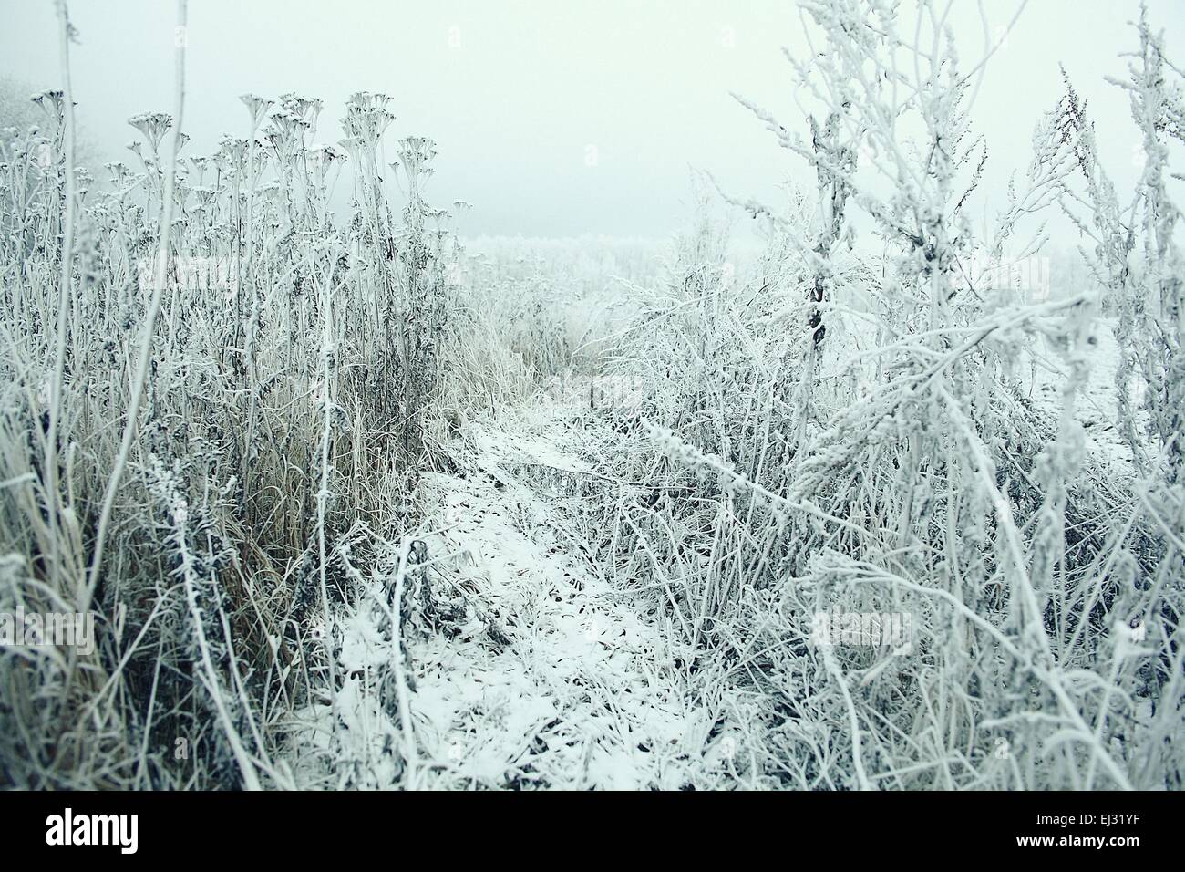 Ground frost hi-res stock photography and images - Alamy
