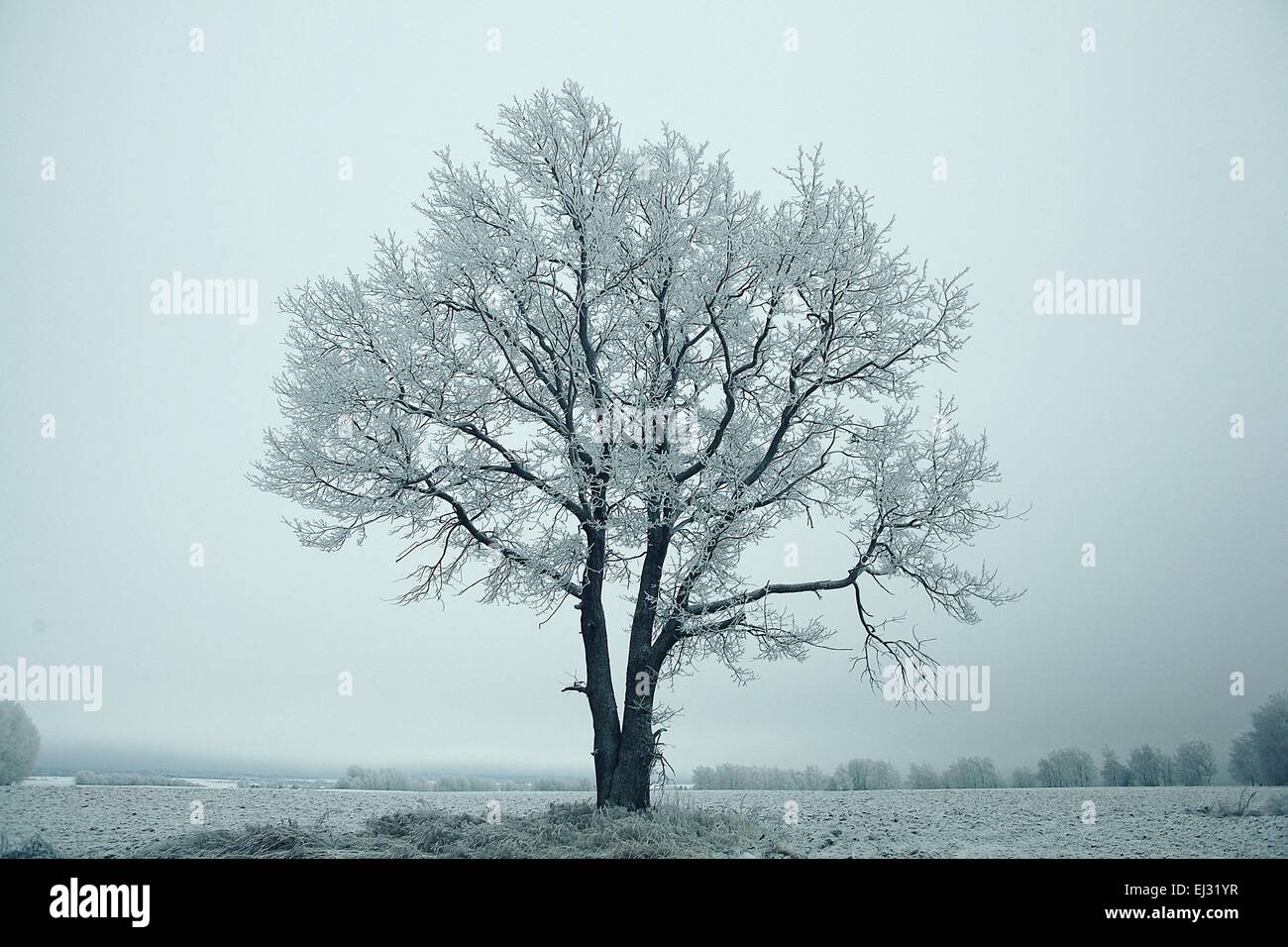Bleak landscape with tree hi-res stock photography and images - Alamy