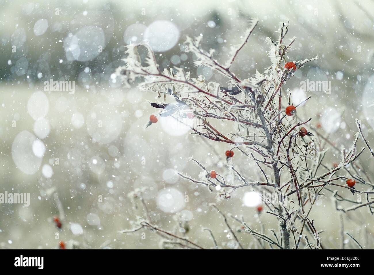 branches covered with snow winter snowfall background Stock Photo - Alamy