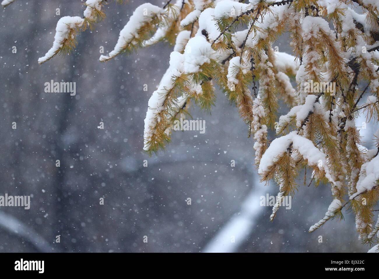 branches covered with snow winter snowfall background Stock Photo - Alamy