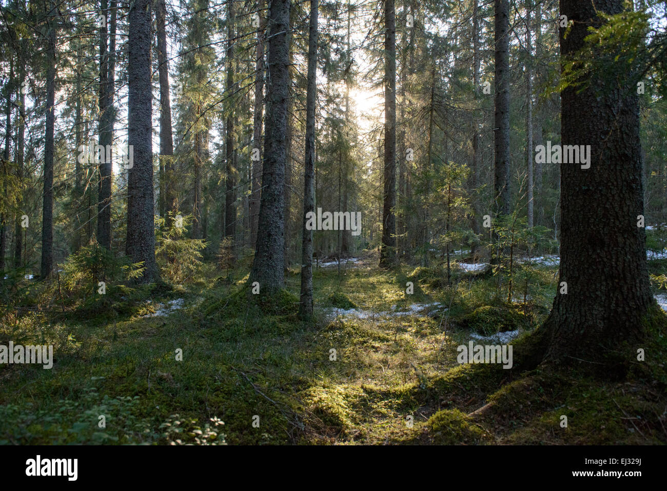 Dusk through a Northern Swedish forest Stock Photo - Alamy