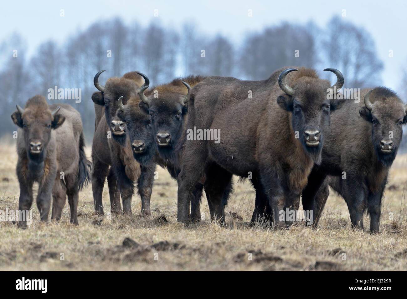 Bison bonasus poland hi-res stock photography and images - Alamy
