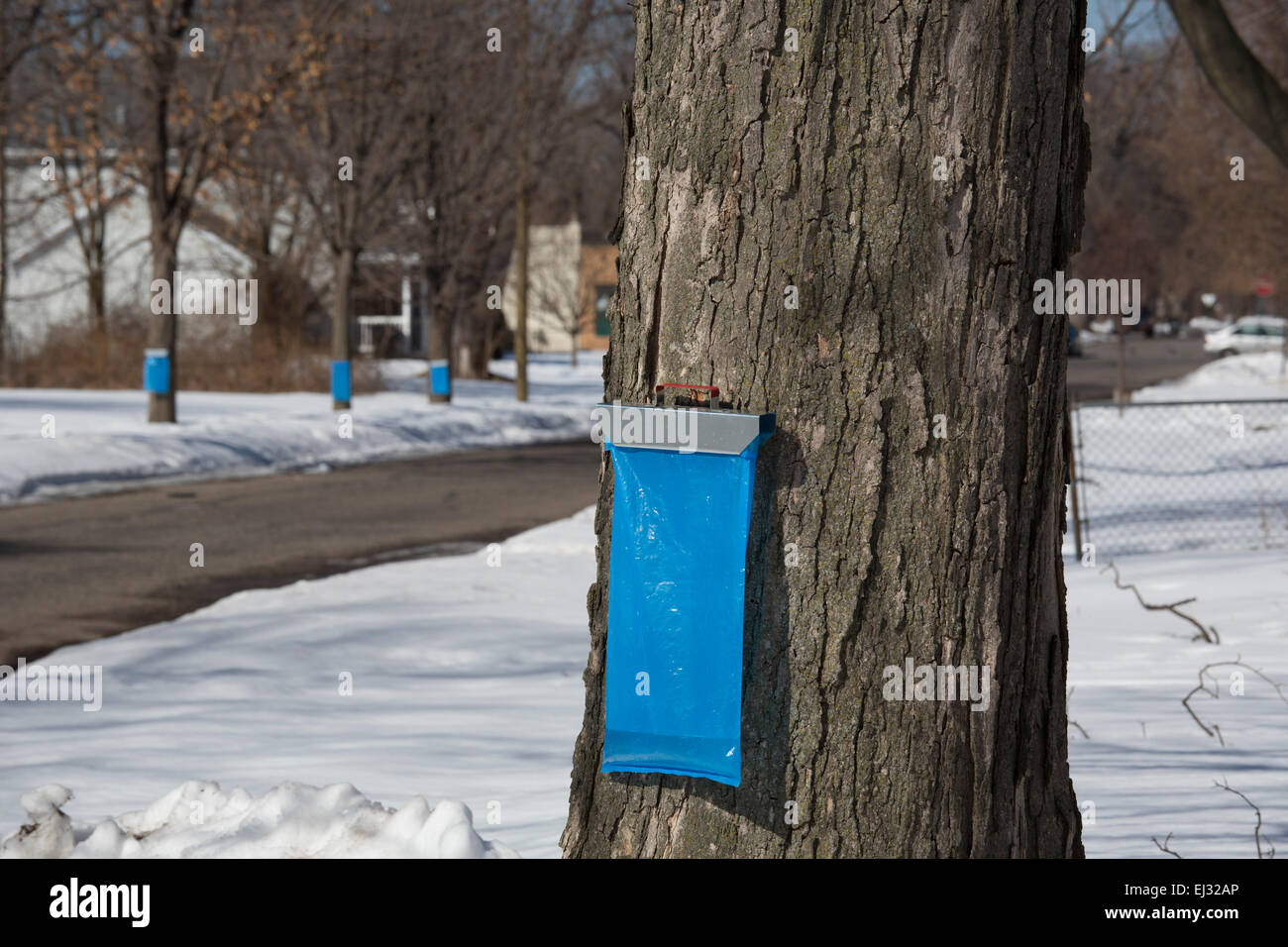 Detroit, Michigan - Sugar maple trees are tapped to collect sap for ...
