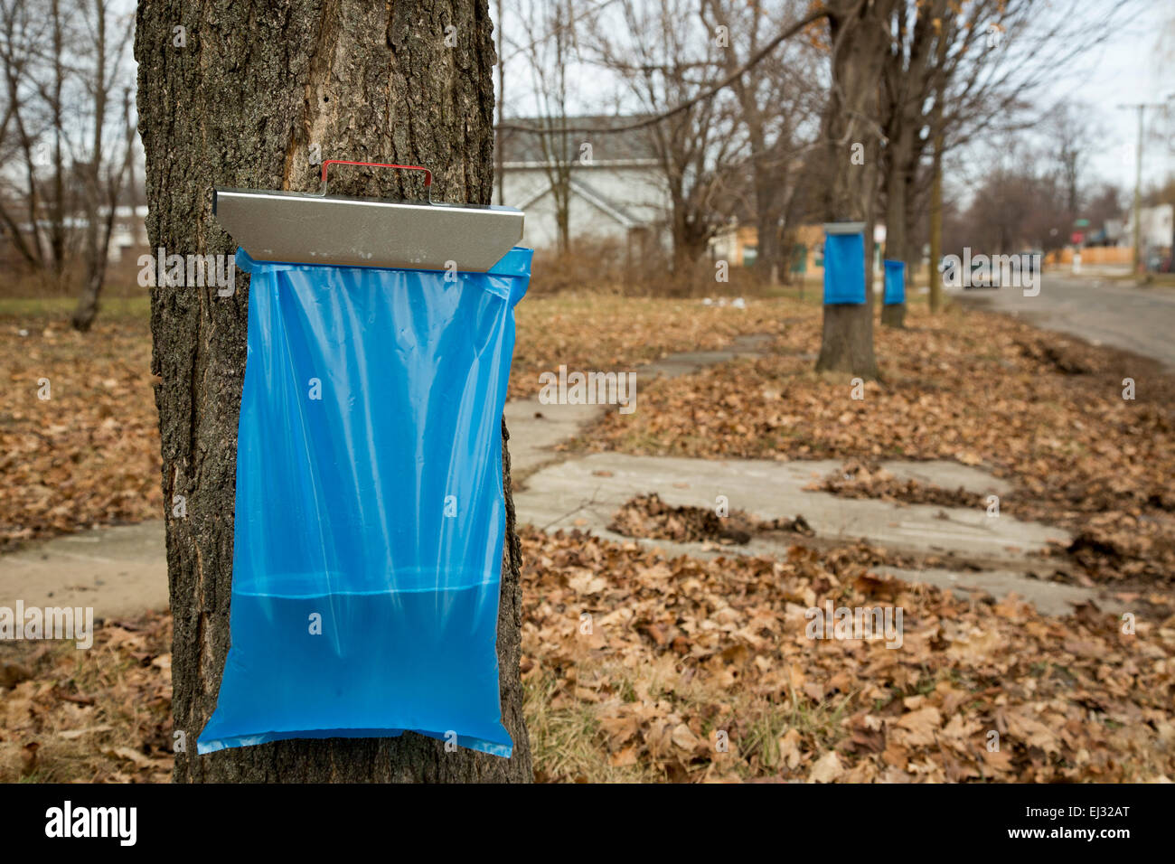 Detroit, Michigan - Sugar maple trees are tapped to collect sap for ...