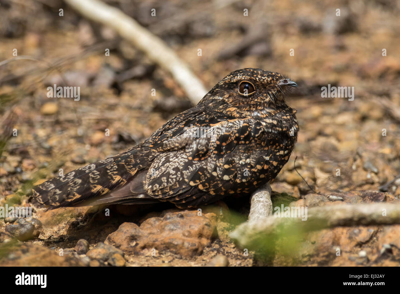 Caprimulgus nigrescens hi-res stock photography and images - Alamy