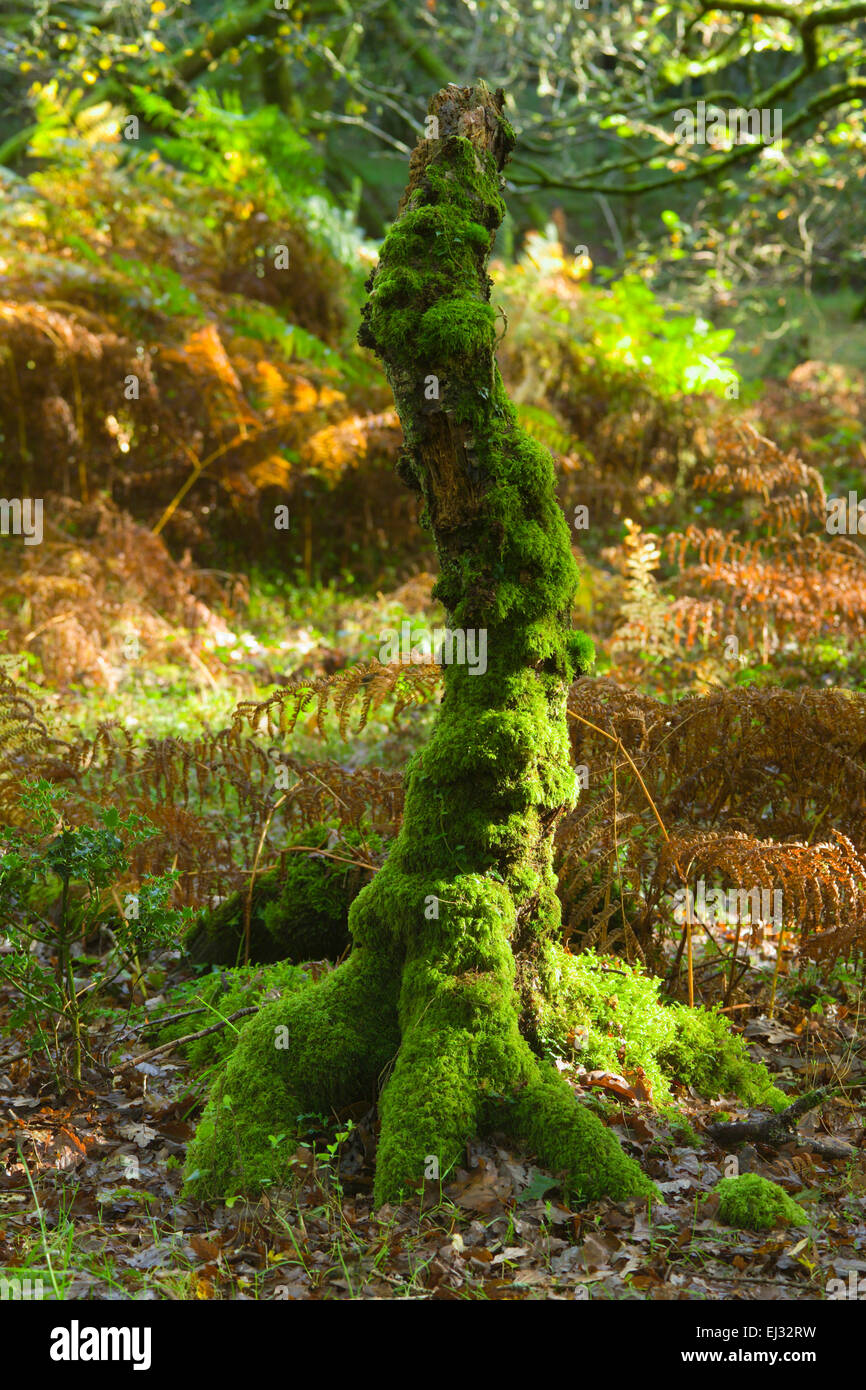 Holnicote wood hi-res stock photography and images - Alamy