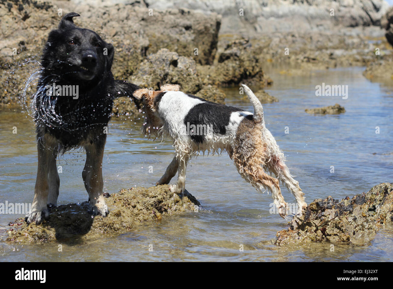 German Shepherd. Fox terrier. La Barquera beach Stock Photo - Alamy