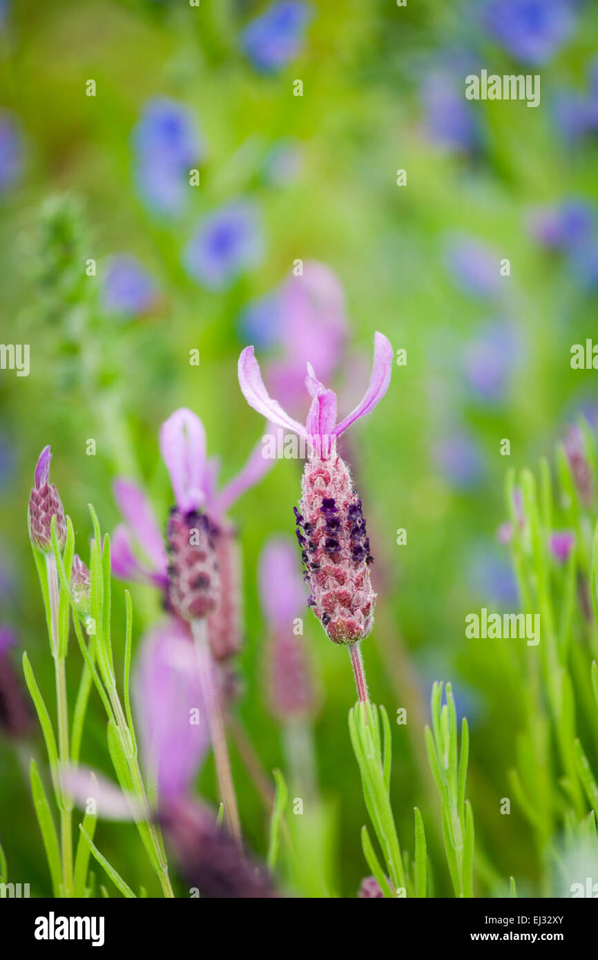 Lavandula pedunculata subsp pedunculata hi-res stock photography and ...