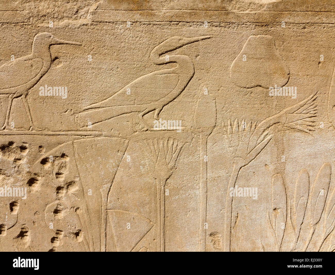 Akh bird hi-res stock photography and images - Alamy