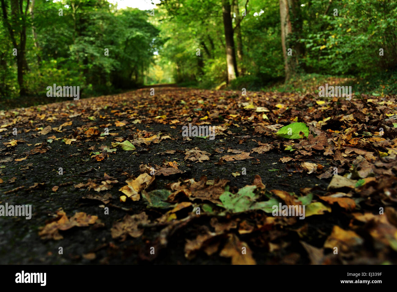 Long Autumn Road Covered in leaves Stock Photo - Alamy