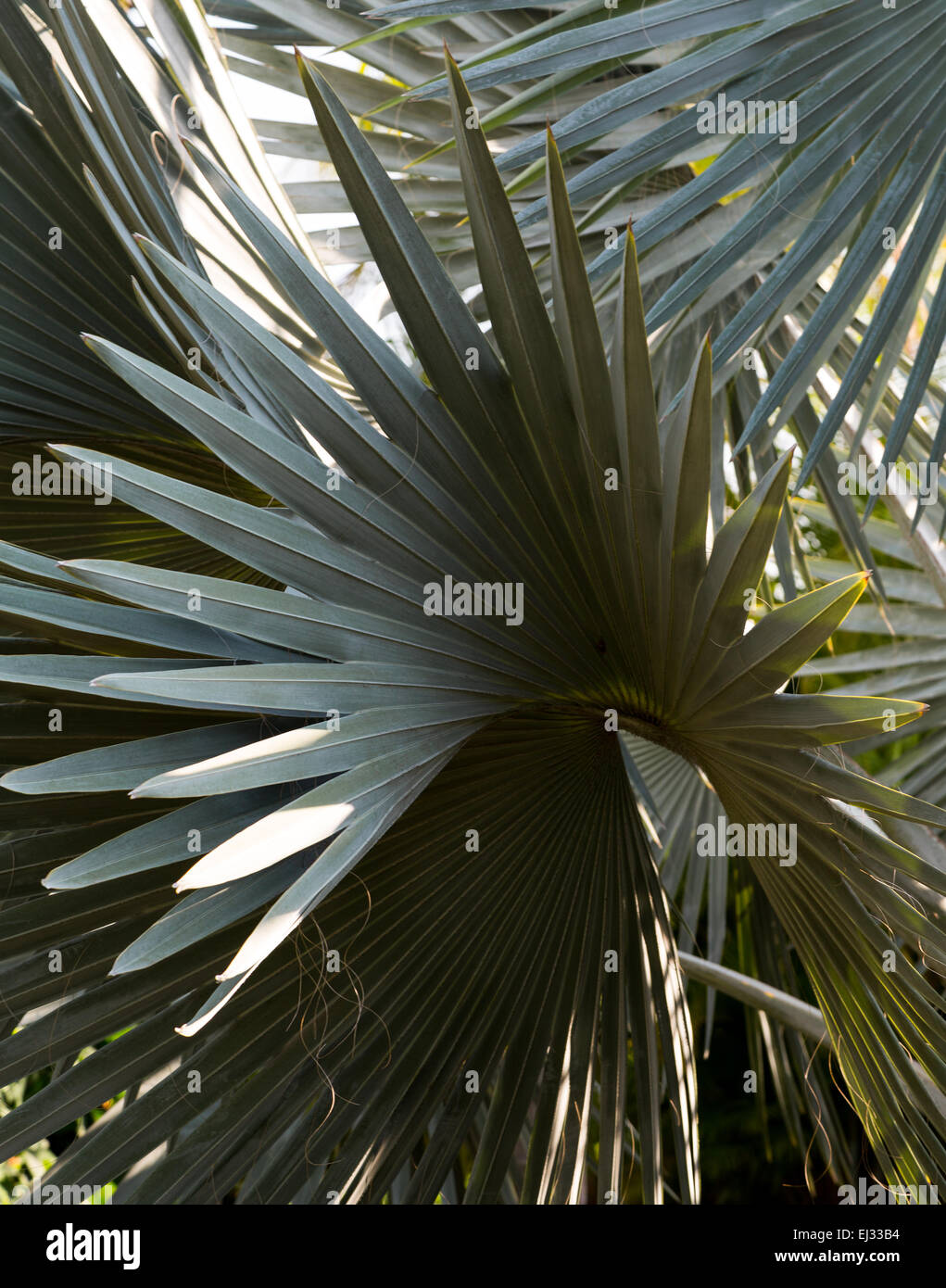 Pointy palm leaf hi-res stock photography and images - Alamy