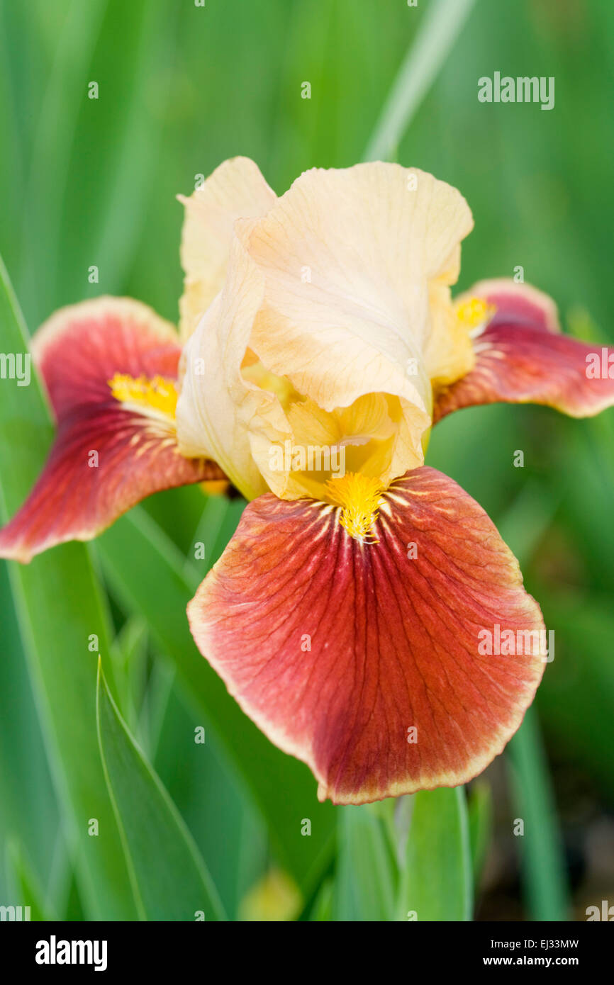 Iris 'Oriental Baby' Stock Photo - Alamy