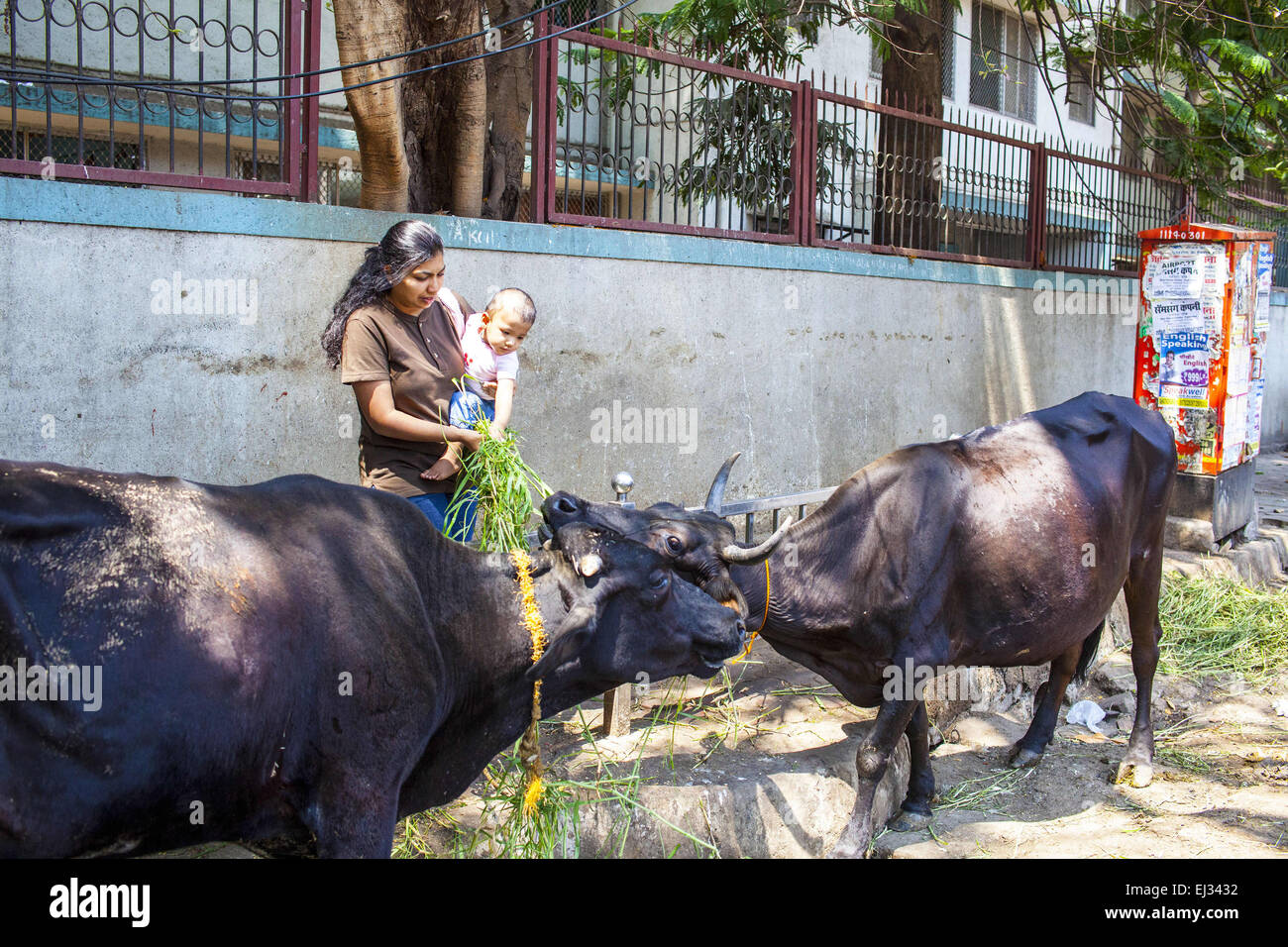 Sacred cow india devotee hi-res stock photography and images - Alamy