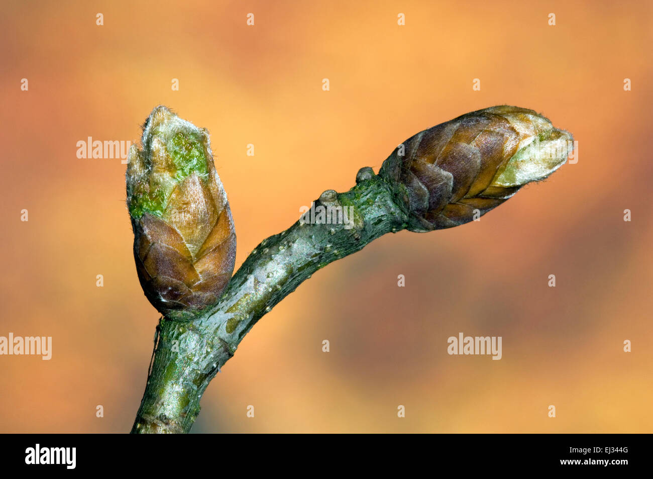 Oak leaf buds hi-res stock photography and images - Alamy