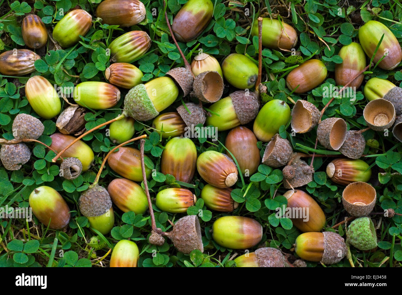 Pedunculate oak plants plant quercus robur hi-res stock photography and ...