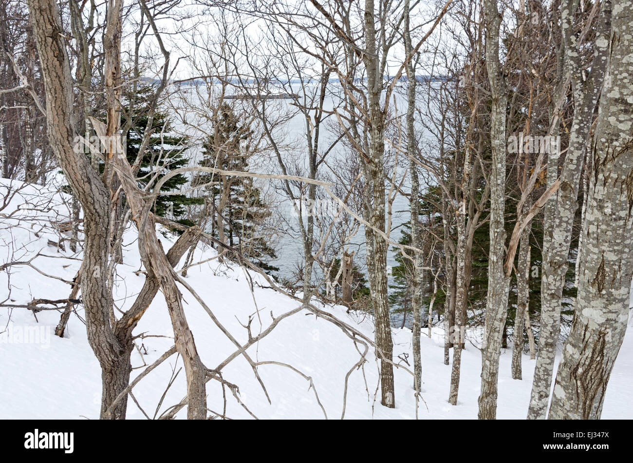 Red oak and spruce trees grow on a steep hill facing the ocean in ...