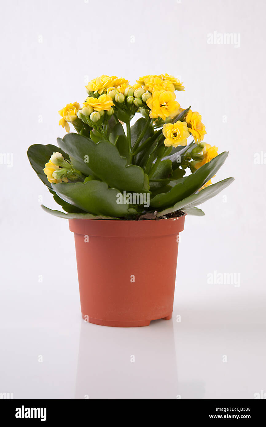 Mini yellow kalanchoe flower in a pot isolated on white background ...