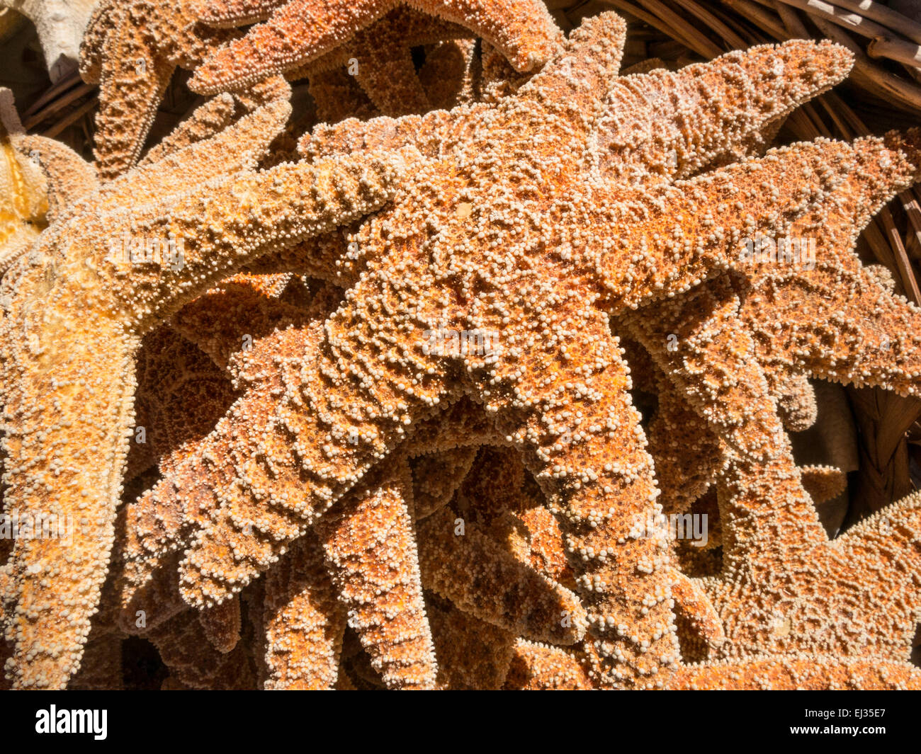 Starfish reproduction hi-res stock photography and images - Alamy