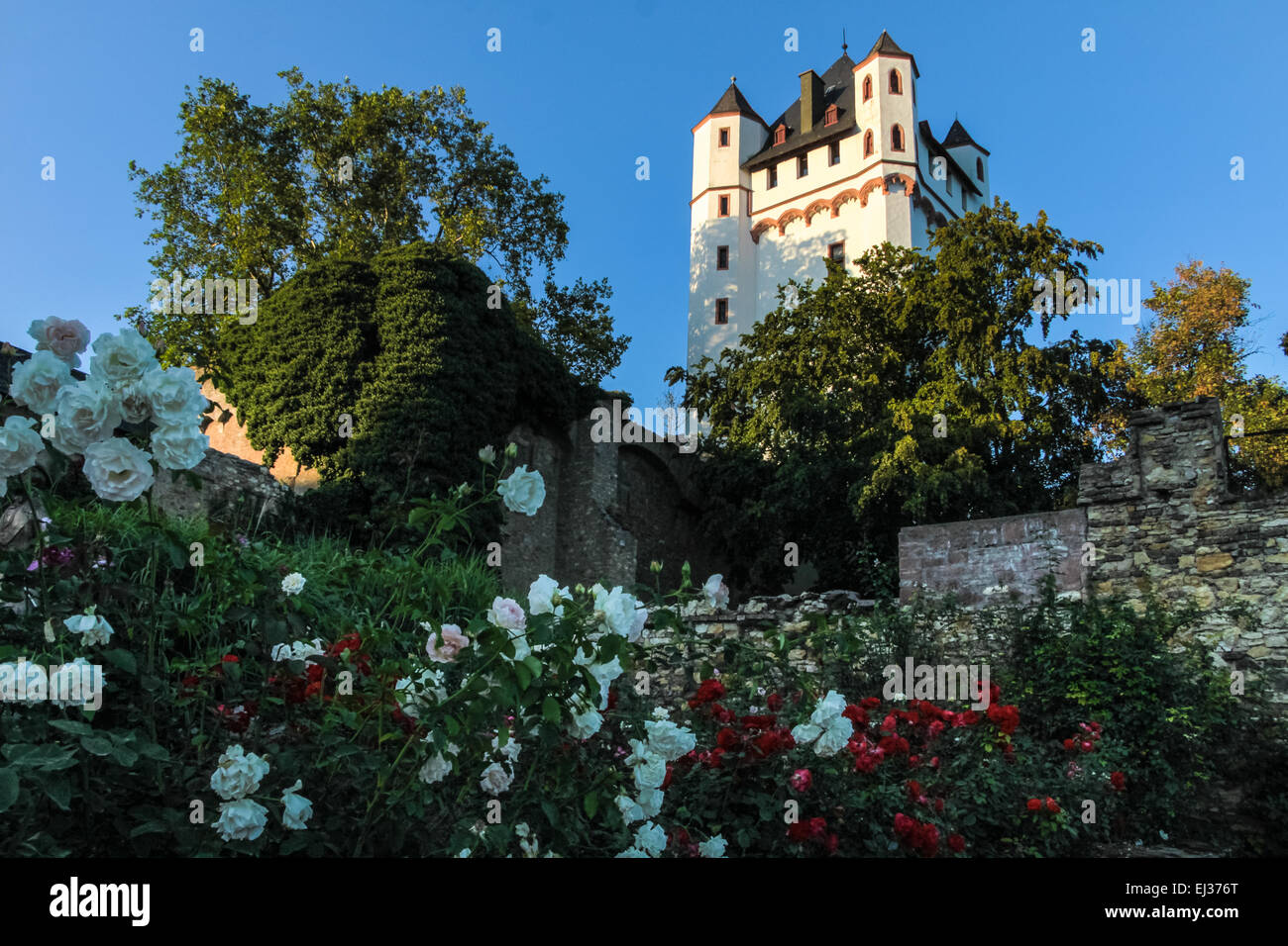 Electoral Castle of Eltville, Rheingau, Hesse, Germany Stock Photo - Alamy