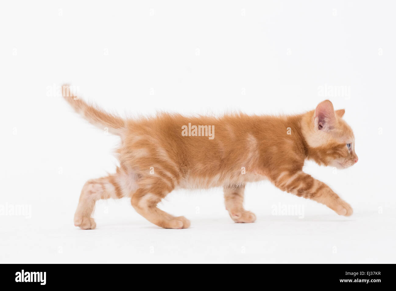 Cat walking over white background Stock Photo - Alamy