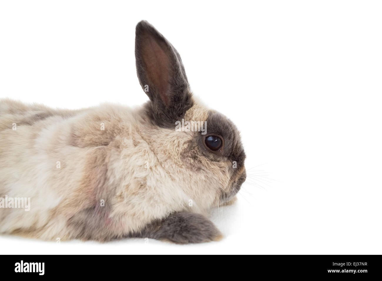Side view of fluffy rabbit Stock Photo - Alamy