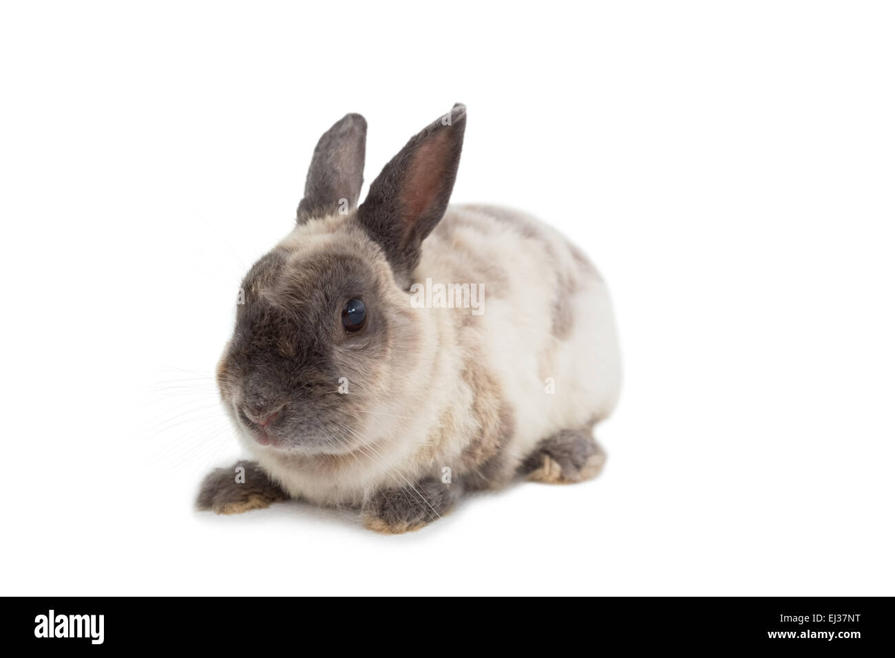 Adorable rabbit on white background Stock Photo - Alamy