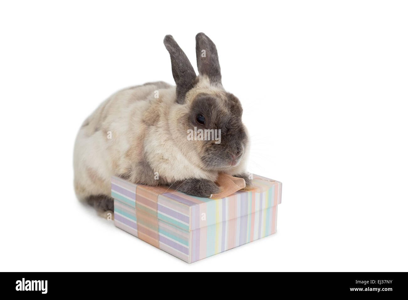 Fluffy bunny with gift box Stock Photo - Alamy