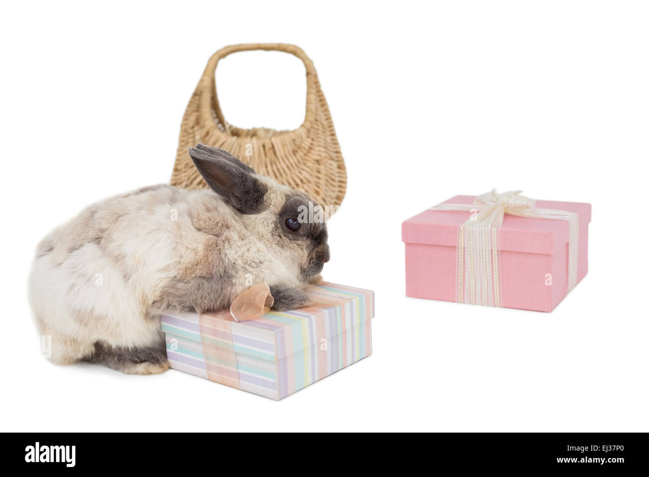 Fluffy bunny with gift boxes and wicker basket Stock Photo - Alamy