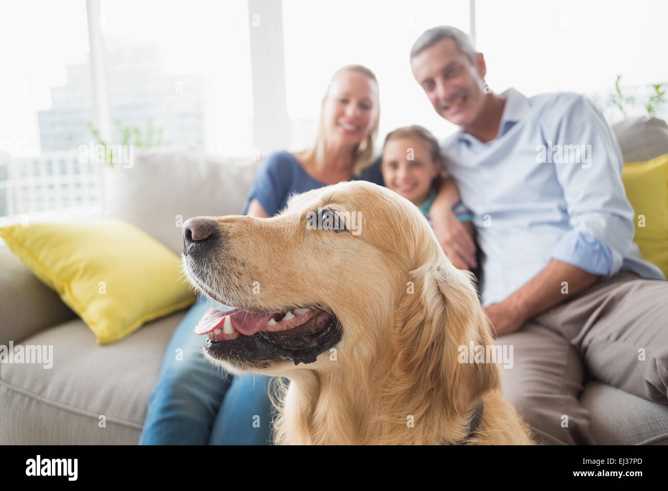 Woman two golden retriever hi-res stock photography and images - Alamy