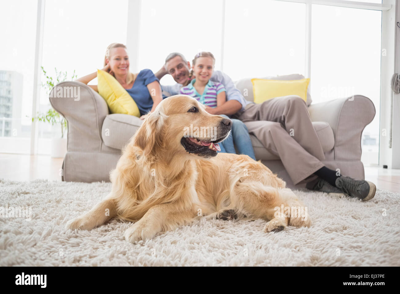 Woman two golden retriever hi-res stock photography and images - Alamy