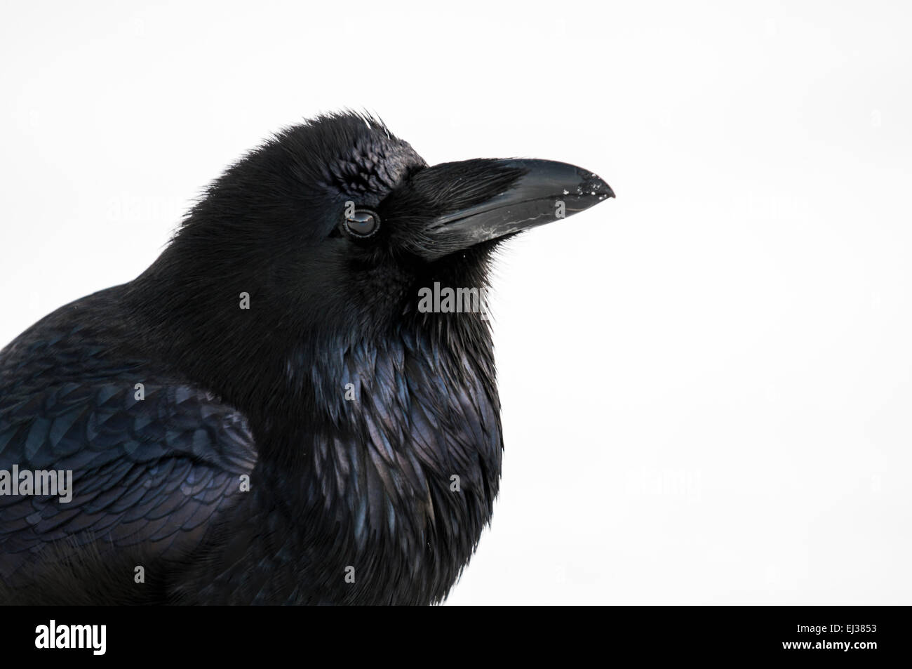 Raven in the snow hi-res stock photography and images - Alamy