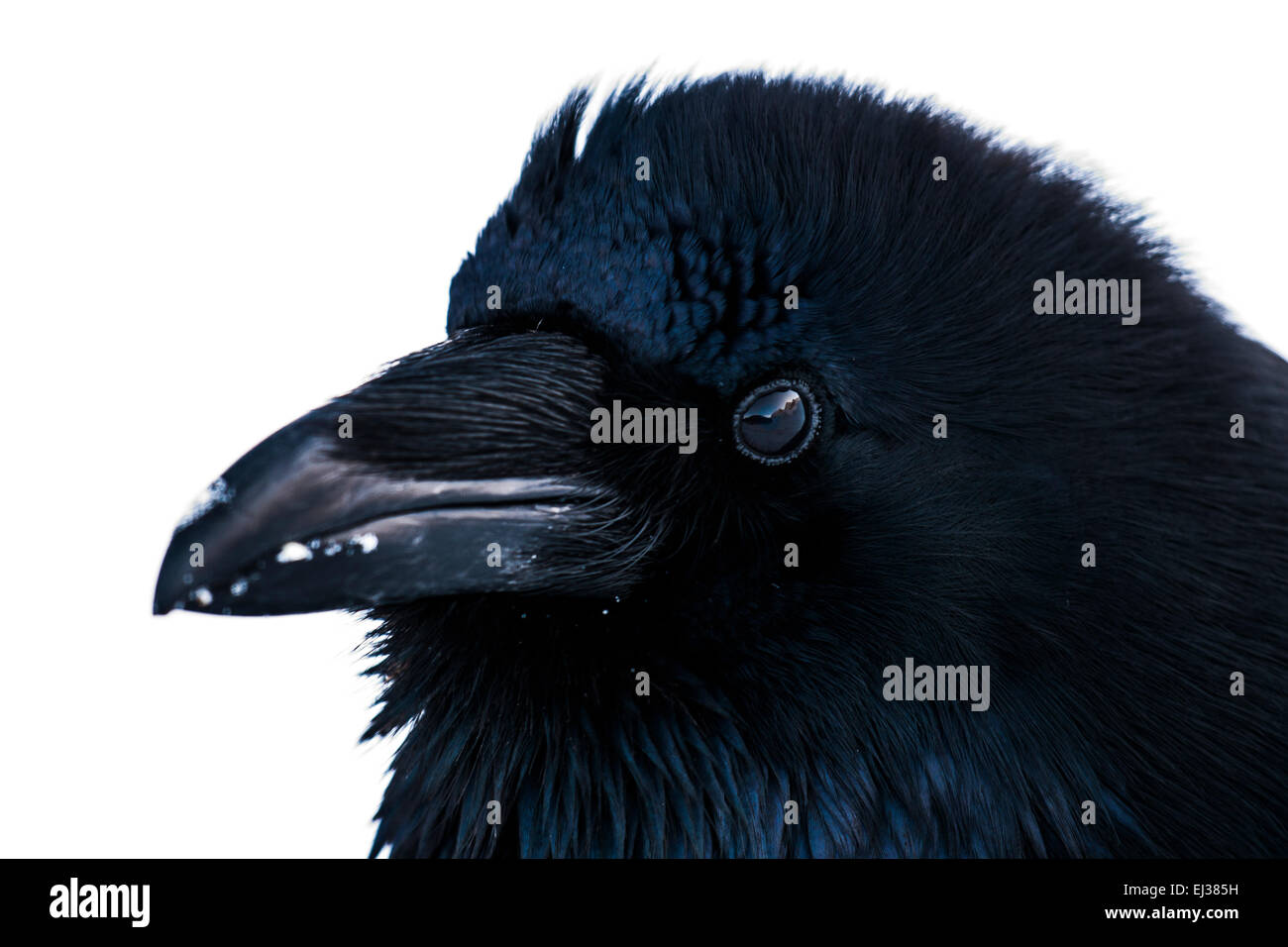 Wild Raven in the snow Banff National Park Stock Photo - Alamy