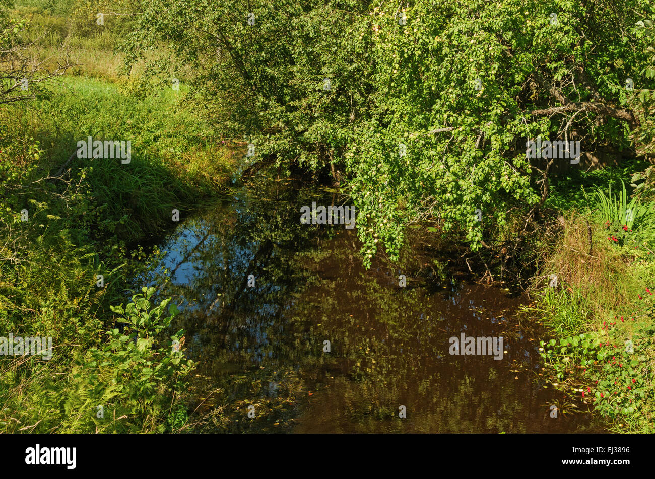 Apple-tree over the small river Stock Photo - Alamy