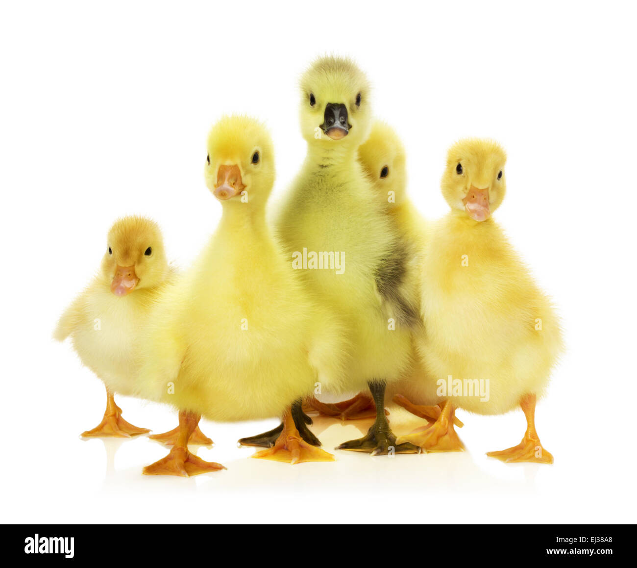 group of ducklings on the white background Stock Photo - Alamy