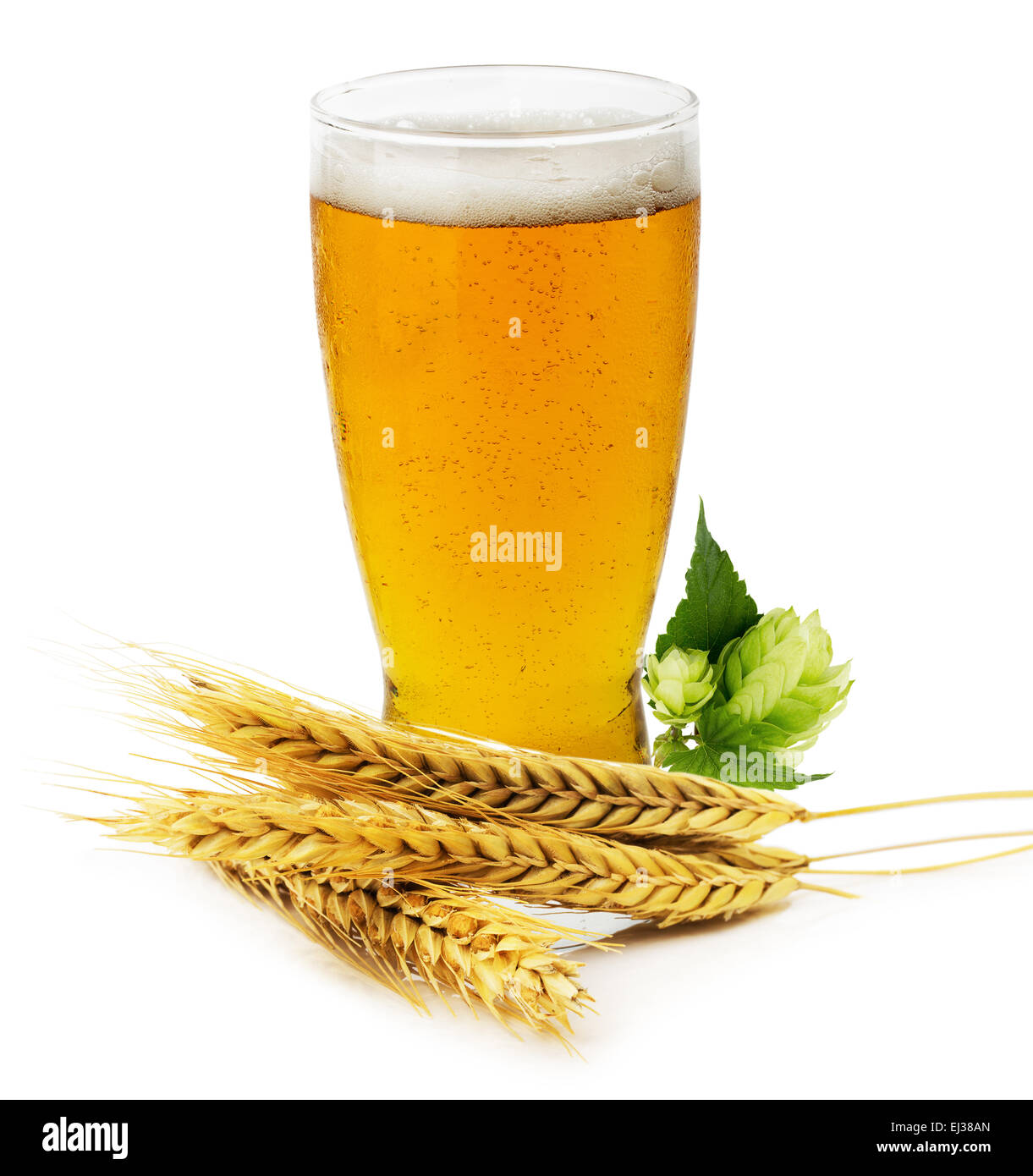 Glass of fresh Beer with green Hops and ears of barley isolated on the ...