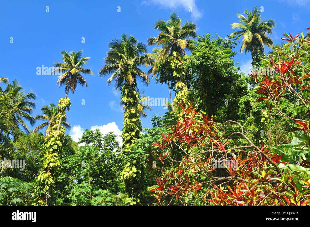 Luxuriant vegetation in Caribbean jungle Stock Photo - Alamy