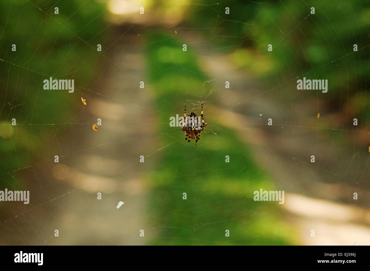 Spider on a web over the forest road Stock Photo - Alamy