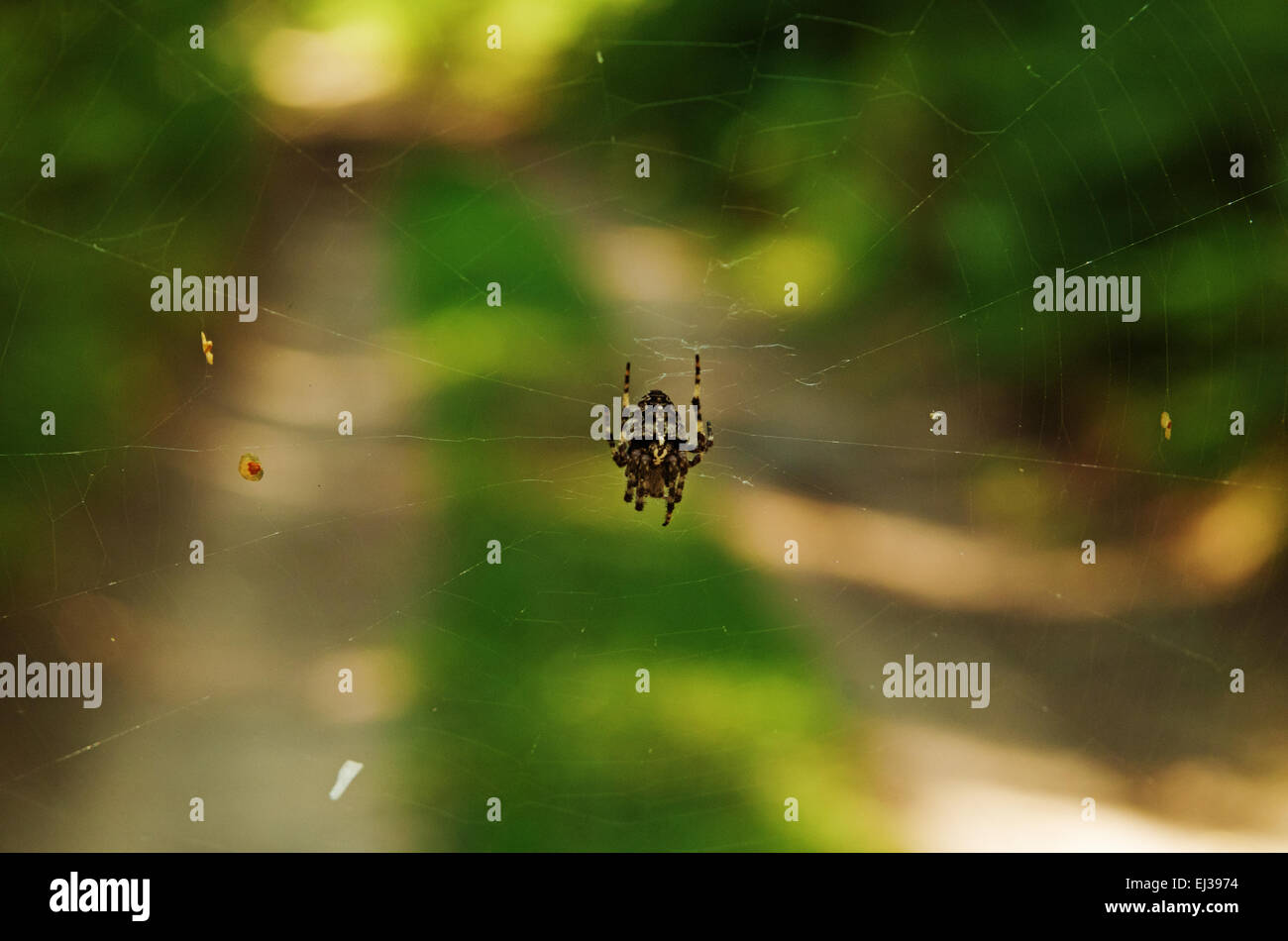 Spider on a web over the forest road Stock Photo - Alamy