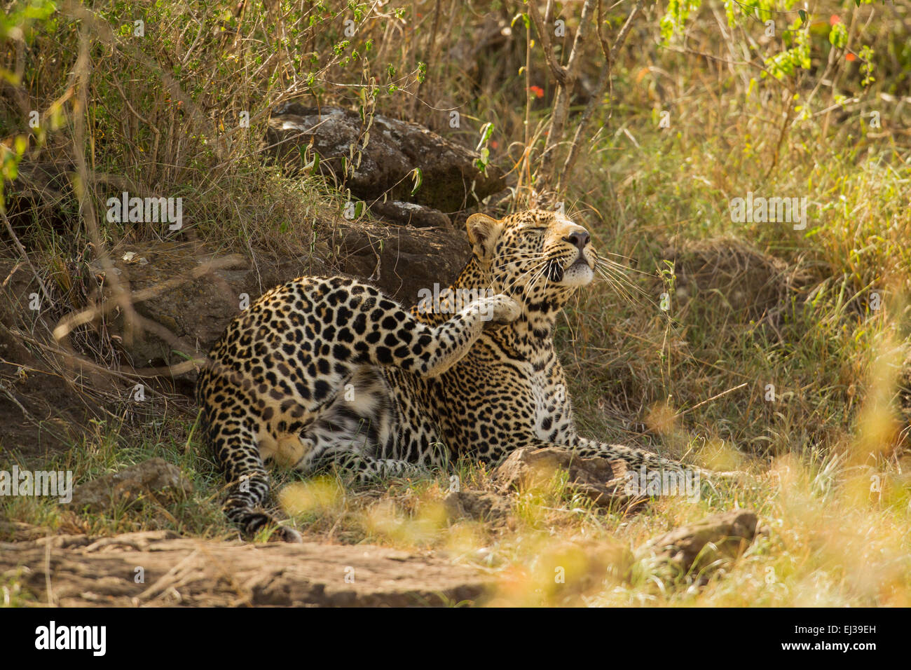 Leopard (Panthera pardus) lying down scratching Stock Photo - Alamy