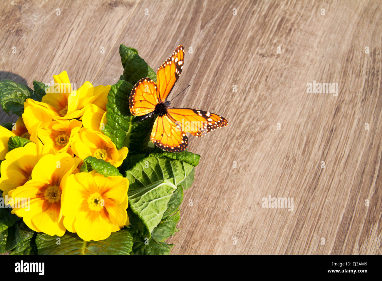 spring background with yellow flowers and butterfly Stock Photo - Alamy
