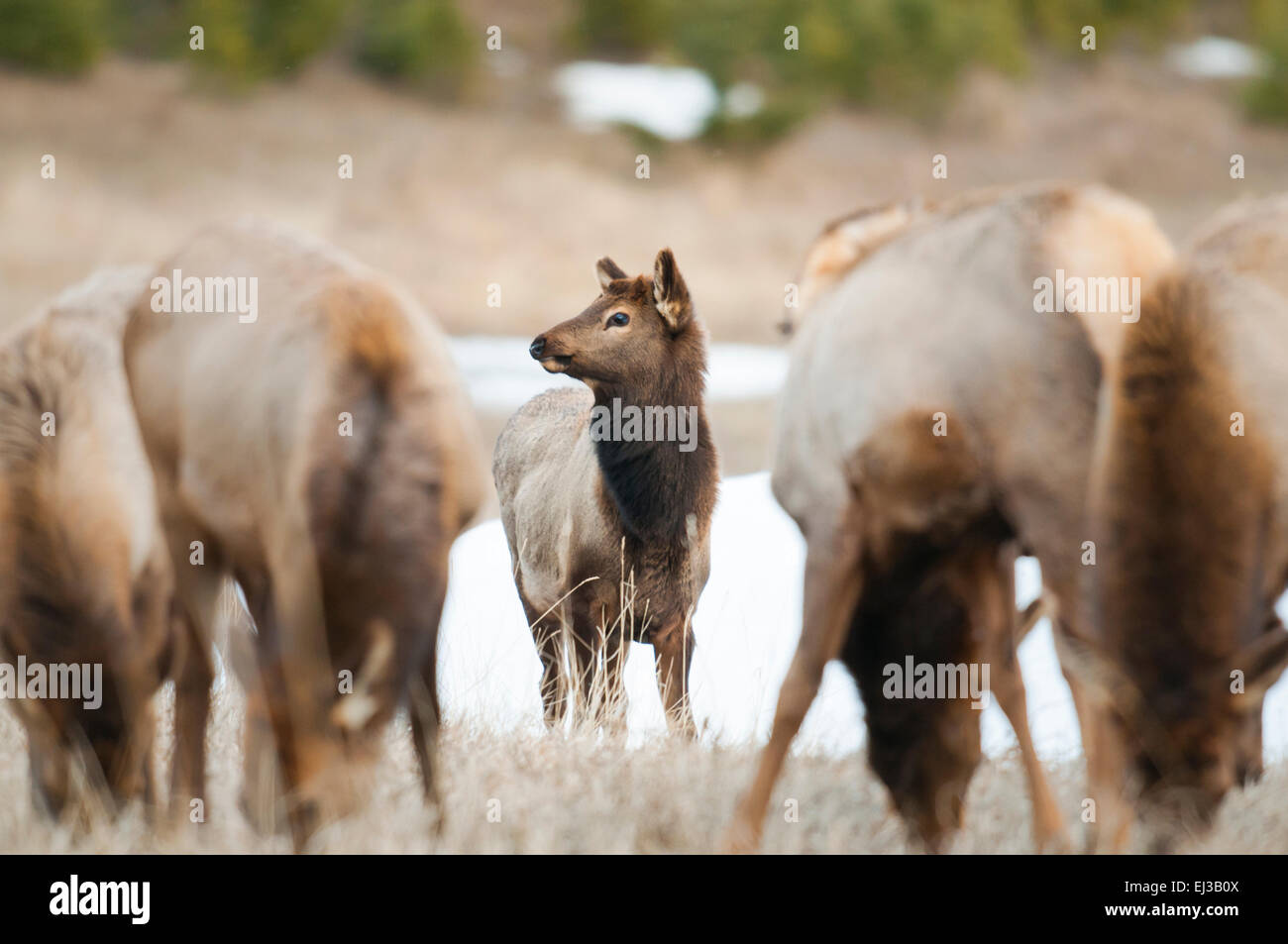 Wild mountain Elk, Banff National Park Alberta Canada Stock Photo - Alamy