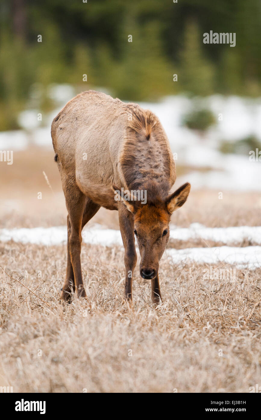 Wild mountain Elk, Banff National Park Alberta Canada Stock Photo - Alamy