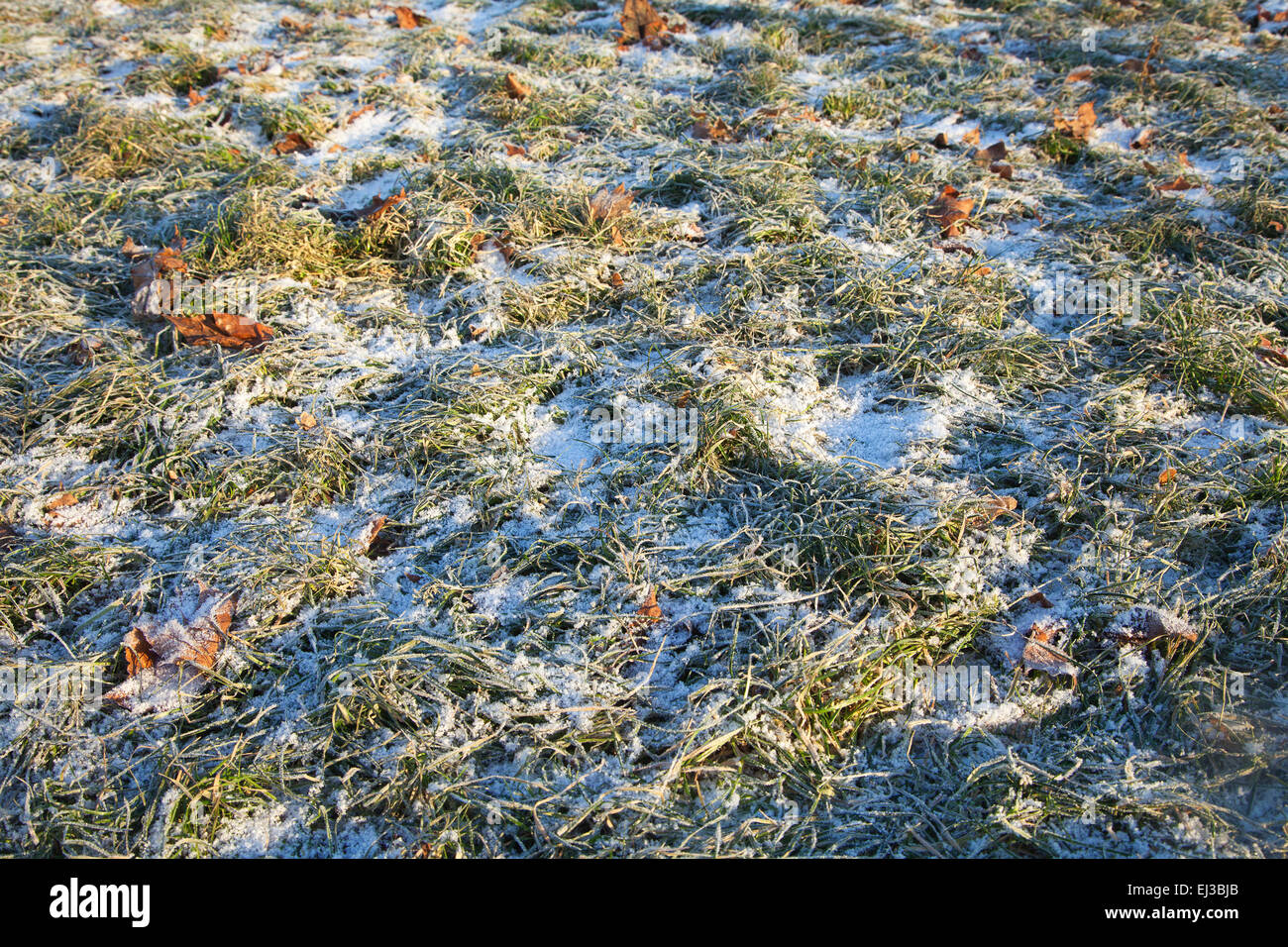 Grass covered with first snow in autumn Stock Photo - Alamy