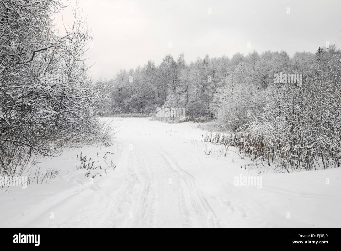 A path between trees covered with snow Stock Photo - Alamy